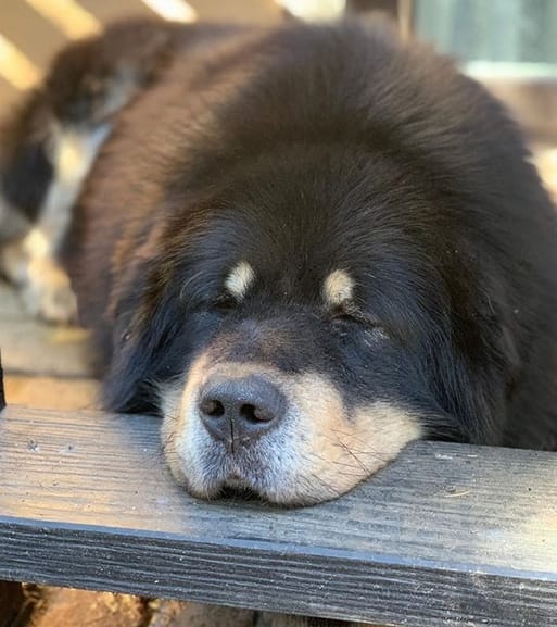 250+ Aggressive Dog Names for your Tough Puppy