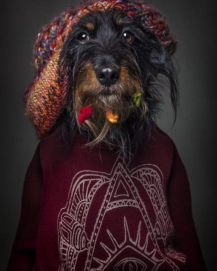 250+ Funny Hippie Dog Names