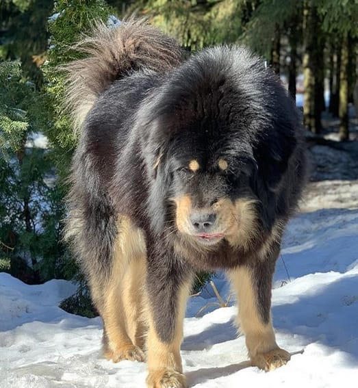 250+ Aggressive Dog Names for your Tough Puppy