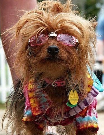 250+ Funny Hippie Dog Names