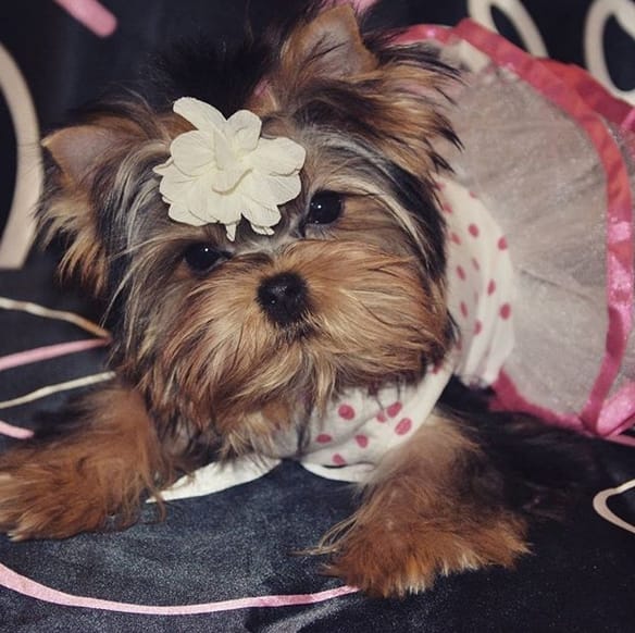 Top 115 Special Girl Dog Names - PetPress