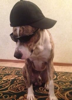 Top 50 Cool Dog Names Inspired by Rap and Hip Hop Music - PetPress