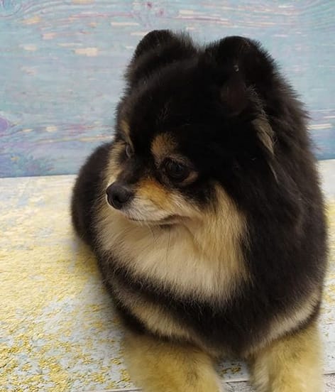 Top 150 Glamorous Dog Names - PetPress