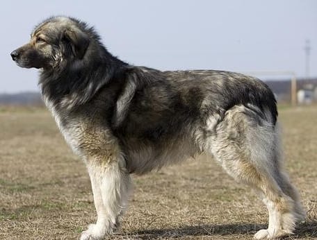 Top 75 Dog Names From Roman Mythology - PetPress