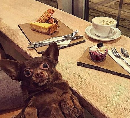 59 Coffee Inspired Dog Names for True Coffee Lovers