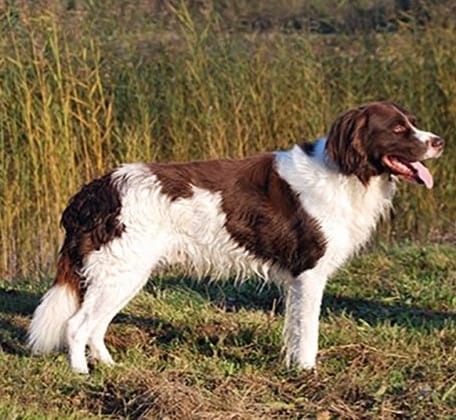 Top 125 Best Dutch Dog Names - Artistic Dutch Dog Name Ideas