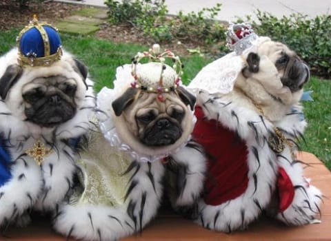 Top 101 Classic Medieval Dog Names - PetPress