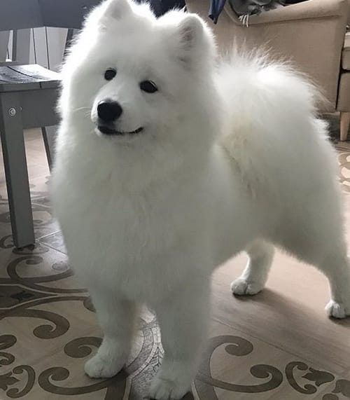 Top 101 Beautiful Female Dog Names - PetPress