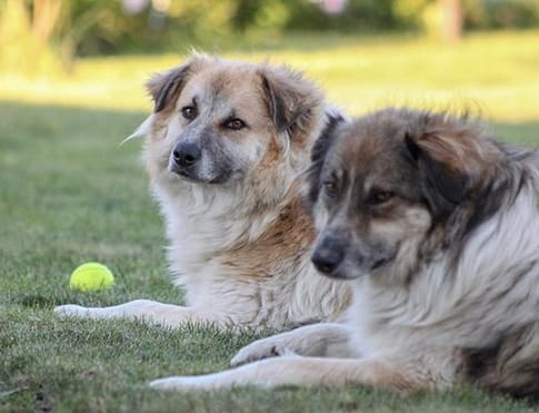 The 100 Best Dog Paired Names - PetPress