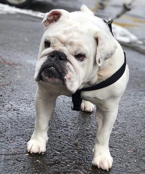 125 Great Brutal Dog Names - PetPress