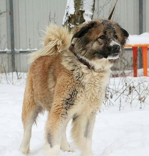 115 Female Dog Names for Guard Breeds - PetPress