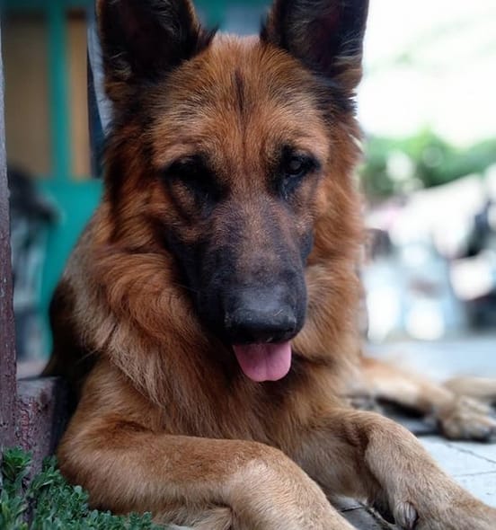 Top 40 Female Dog Names for Protective Breeds with Meanings - PetPress