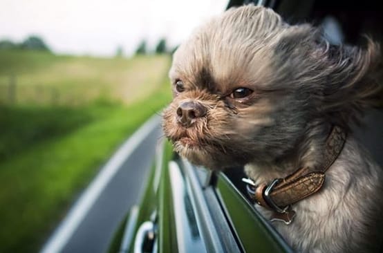 Top 130 Coolest Car Dog Names | PetPress