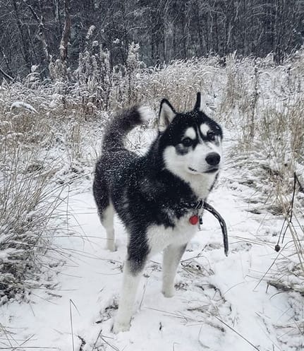 55 Perfect Winter Dog Names for Huskies - PetPress
