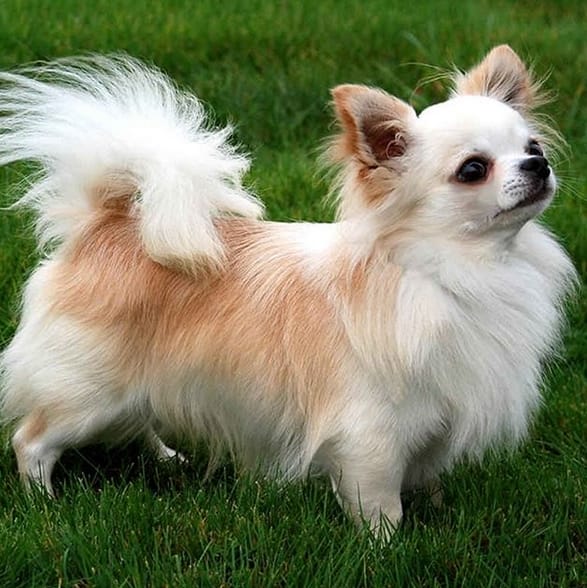 Top 50 Best Two-Syllable Dog Name Ideas for Girl and Boy Puppies - PetPress