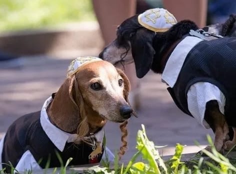 Top 115 Jewish Dog Names with Meanings - PetPress