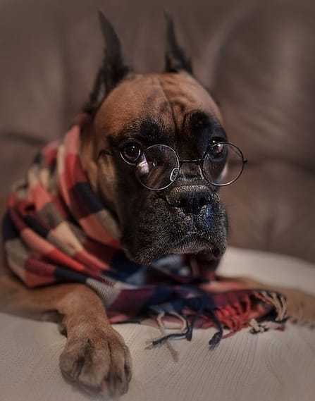 Top 40 Famous Boxer Dog Names - PetPress