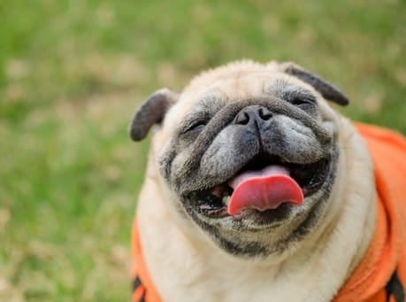 Top 115 Jewish Dog Names with Meanings - PetPress