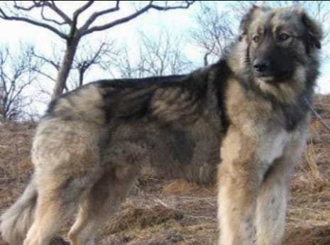 Top 75 Dog Names From Roman Mythology - PetPress