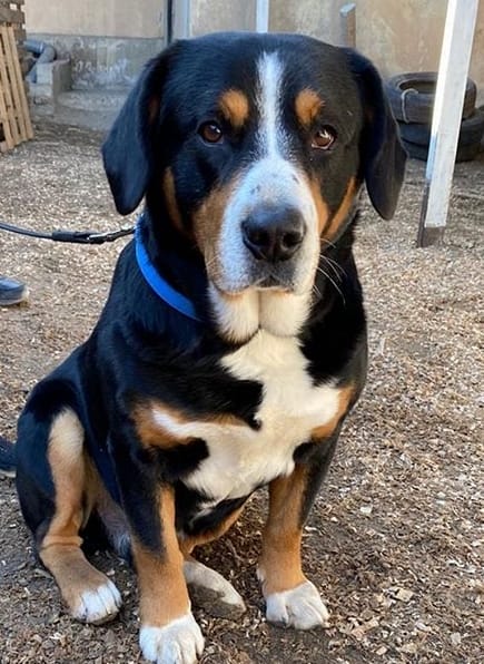 The 101 Dog Names for Swiss Breeds - PetPress