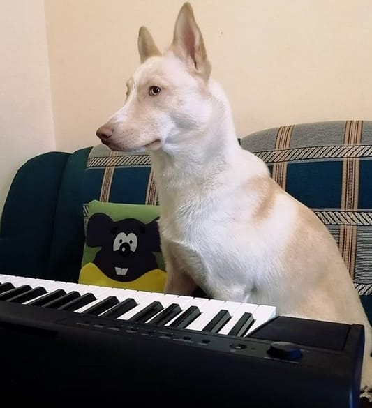 52 Popular Musical Dog Names - PetPress