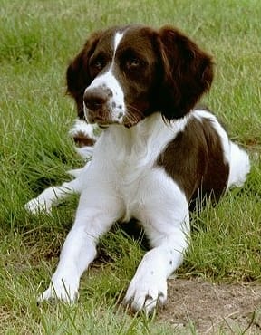 Top 125 Best Dutch Dog Names - Artistic Dutch Dog Name Ideas