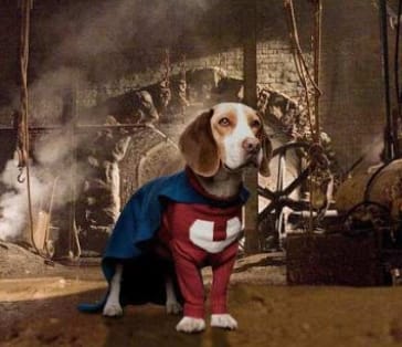Top 155 Superhero Dog Names Inspired by Comics - PetPress