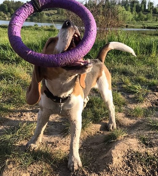 Top 125 Crazy Dog Names for Energetic Breeds