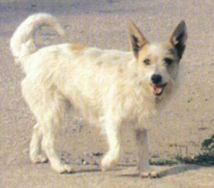 Dog Names That Start With W - 170+ Interesting Dog Names Start With W