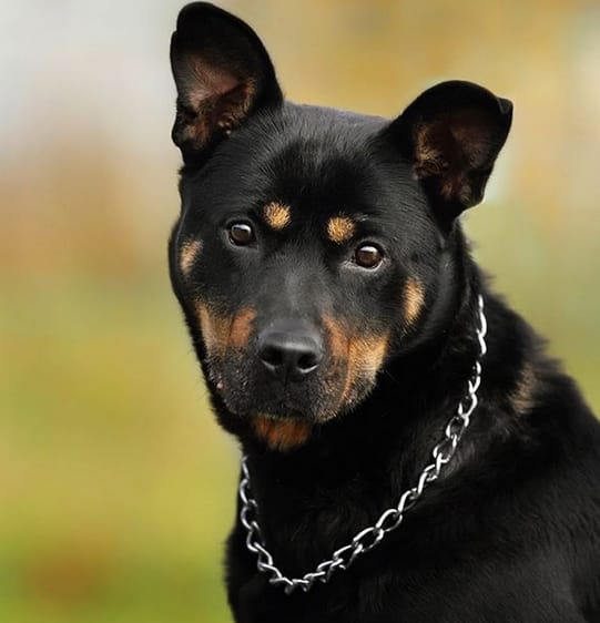 125 Great Brutal Dog Names - PetPress