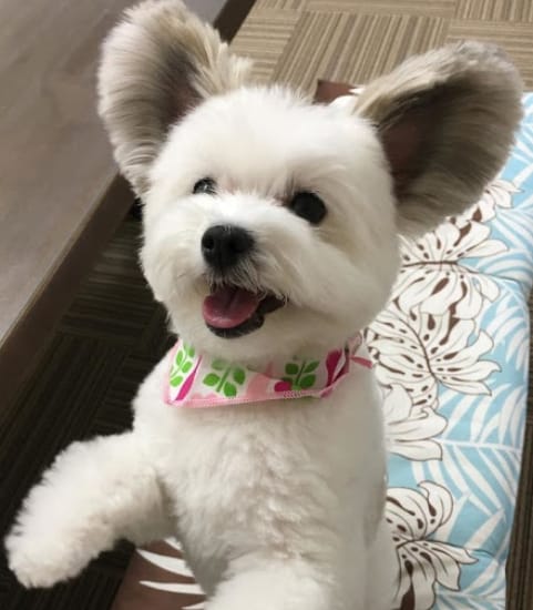 55 of the Cutest Teddy Bear Dog Names - PetPress