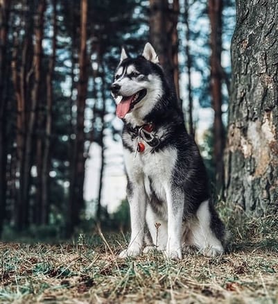 55 Perfect Winter Dog Names for Huskies - PetPress