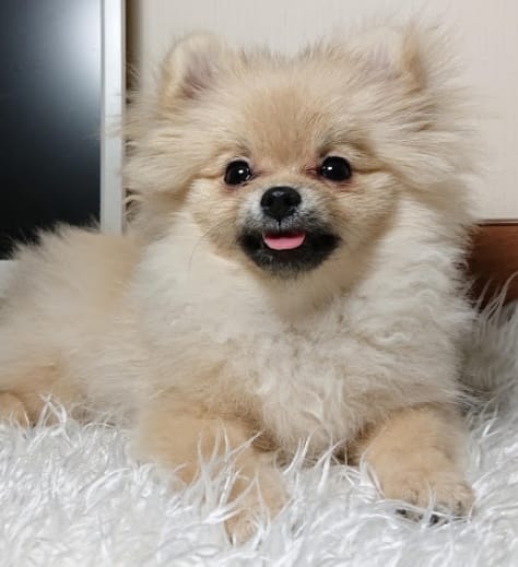 Top 101 Stunning Dog Names for Cream-Colored Puppies - PetPress