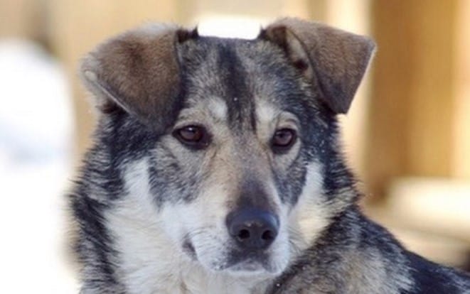 30 Interesting Dog Names for Grey or Silver Puppies - PetPress