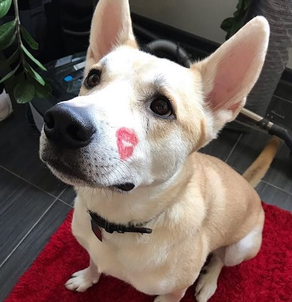 75 Popular European Dog Names - PetPress