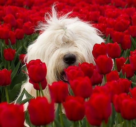 Top 125 Best Dutch Dog Names - Artistic Dutch Dog Name Ideas