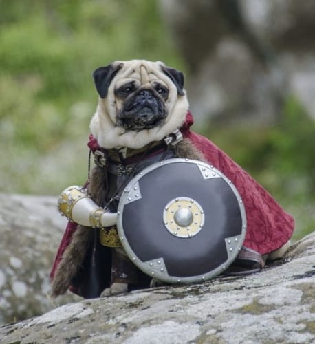 Top 101 Classic Medieval Dog Names - PetPress