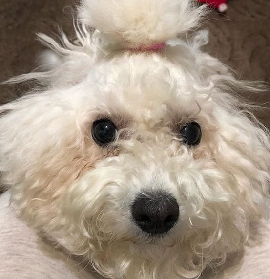 Top 101 Beautiful Female Dog Names - PetPress