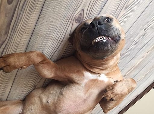 Top 125 Crazy Dog Names for Energetic Breeds