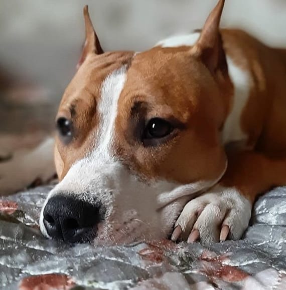 125 Great Brutal Dog Names - PetPress