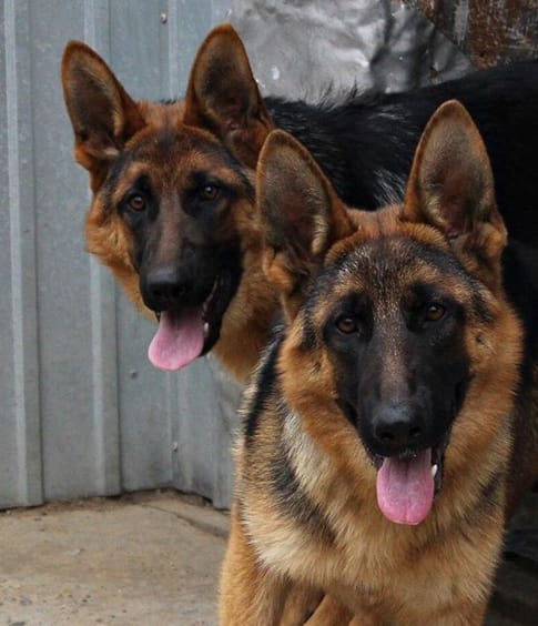 Top 35 Protective Dog Names for Guard Dogs - PetPress