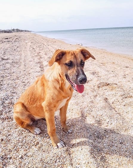 Top 75 Popular Marine Dog Names - PetPress