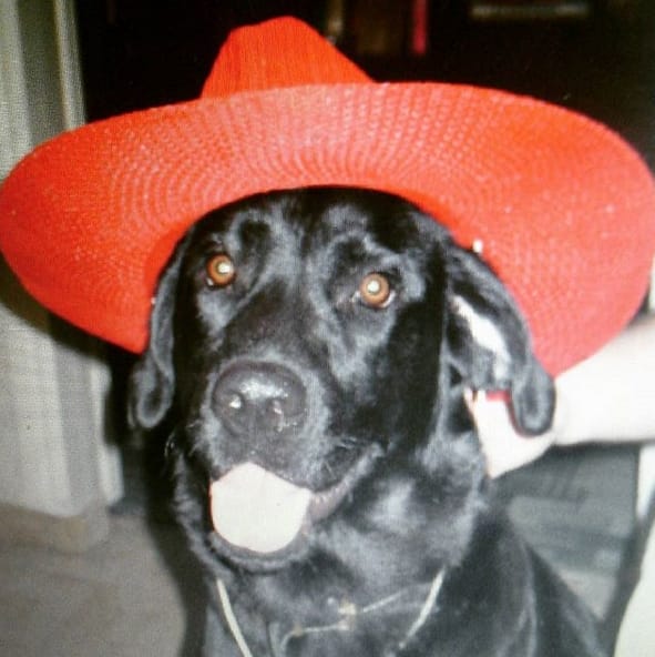 Top 70 Cowboy Dog Names - PetPress