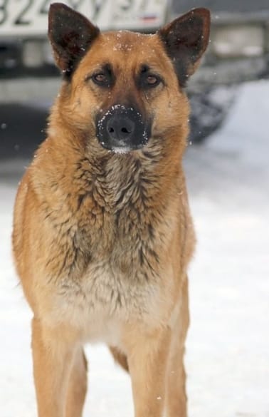 Top 70 Scary Dog Names for Guard Dogs - PetPress