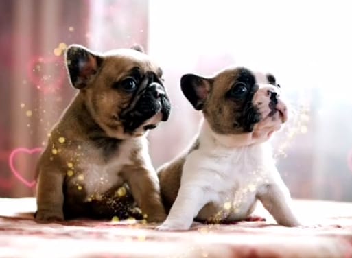 The 100 Best Dog Paired Names - PetPress