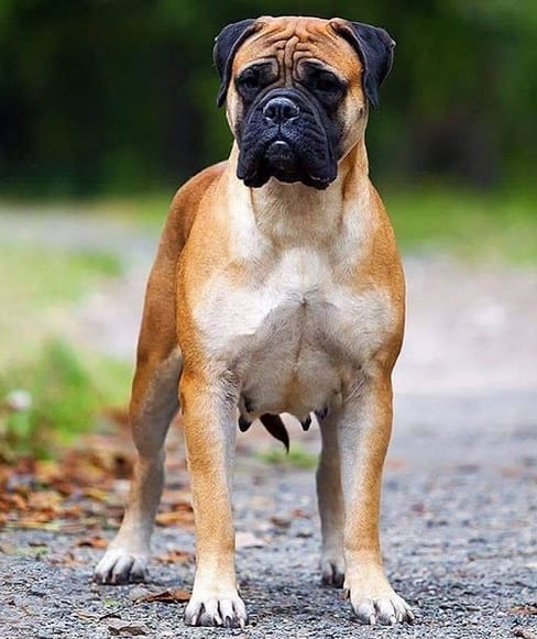 115 Female Dog Names for Guard Breeds - PetPress