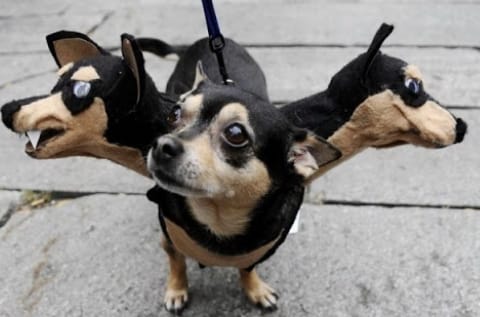 Over 80 Mythological Dog Names with Meanings - PetPress