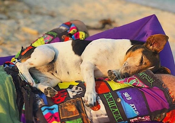 Top 150 Silly Dog Names for Goofy Puppies