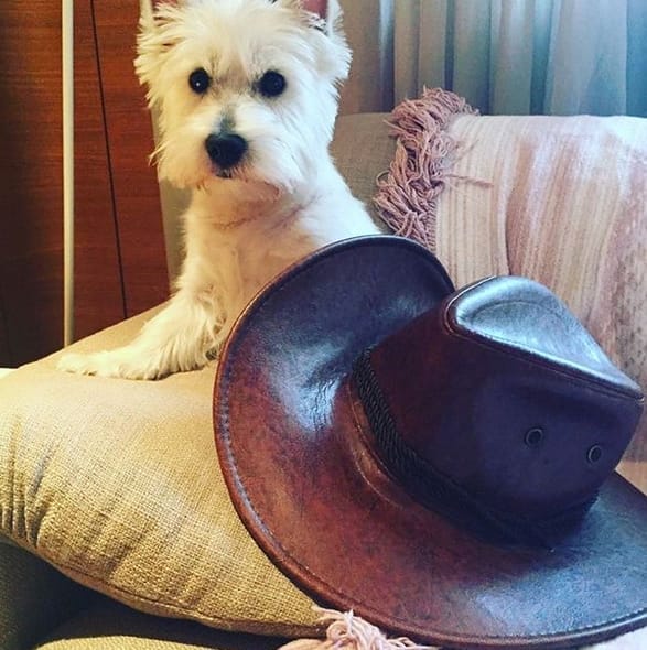 Top 70 Cowboy Dog Names - PetPress