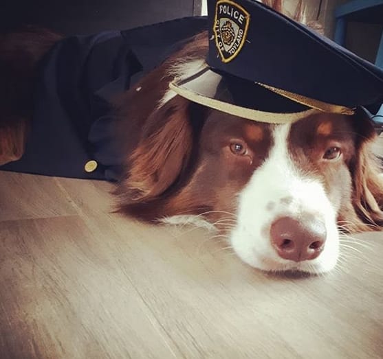 61 Police Dog Names For Girl Dogs - PetPress